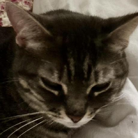 Summerhtml Summer Github