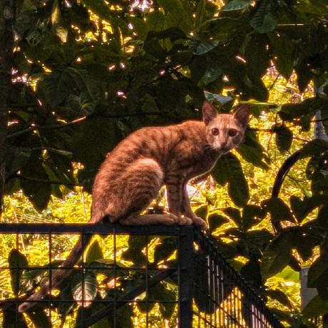 Arunnechullly Arun Github