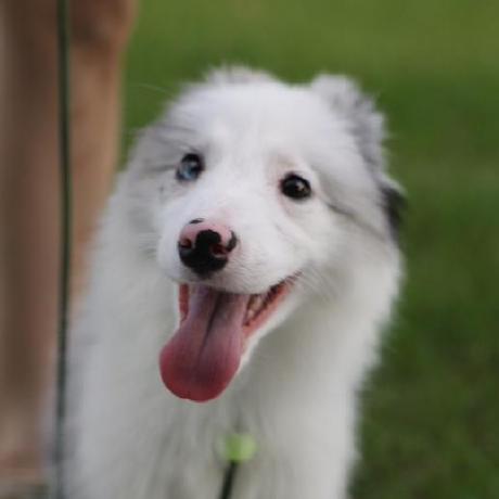 Liziyie Ziyi Li Github