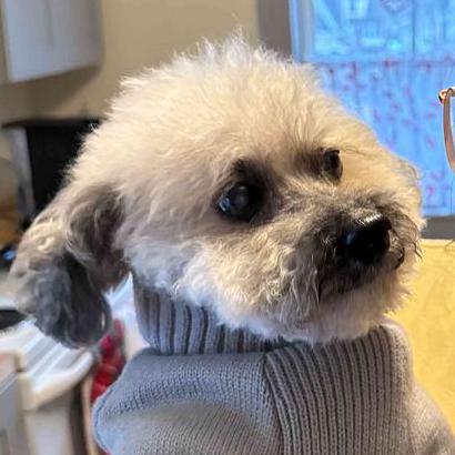 L Lowell Lance Lowell Github