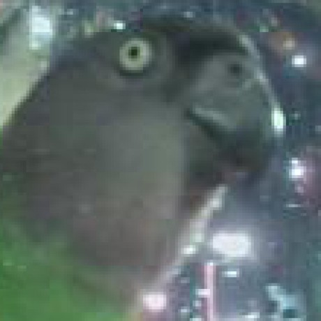 Openpath Richard Github