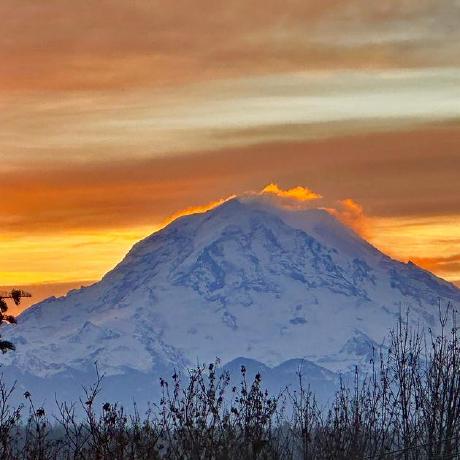 Alison F Alison Github