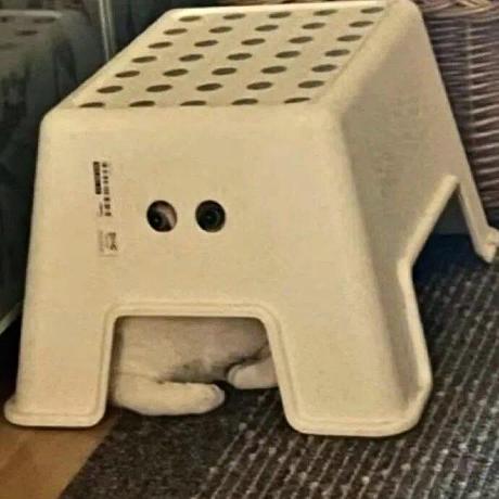 Anguscyy Angus Github