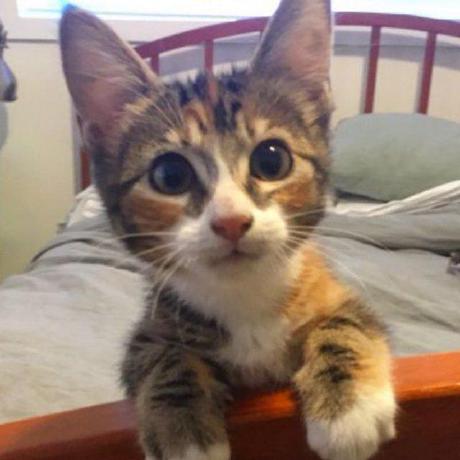 Notadylan Dylan Github