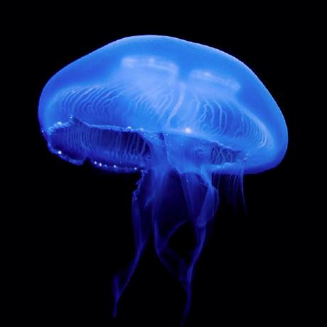 Jellyfish Cs Github