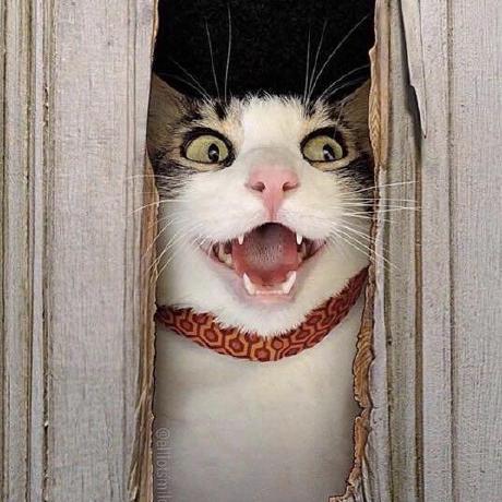 Luuuuo Luuuuo Github