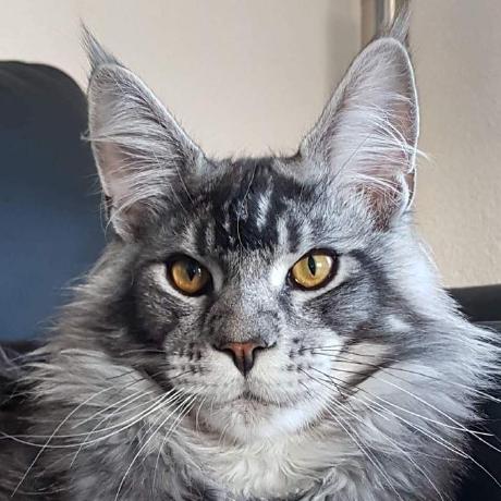 Rerogers Raymond Rogers Github