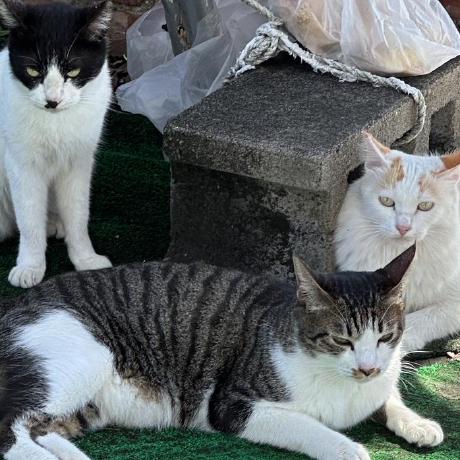 Weichiehsu Wei Chieh Su Github