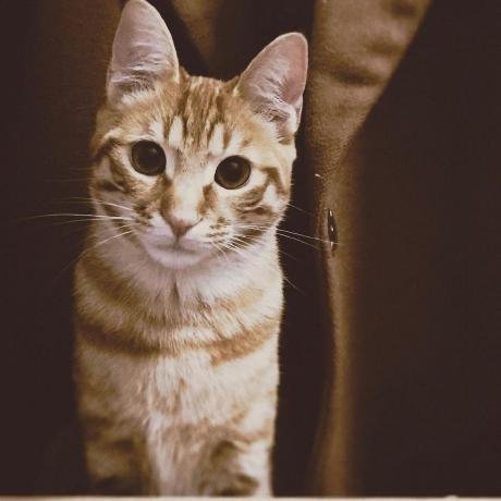 Orange8 Orange Github