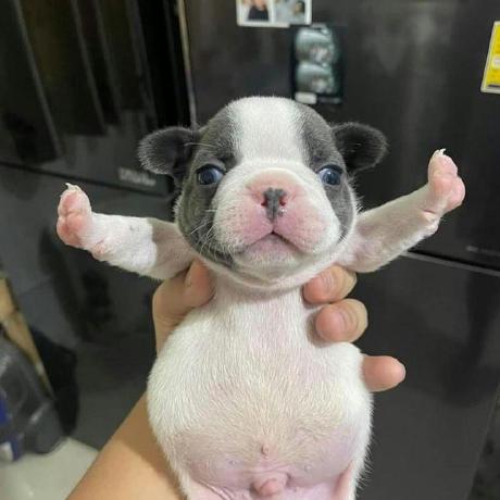 Eminieeee Emilia ł Github