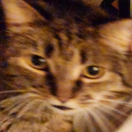 N0thingjay Jay Github