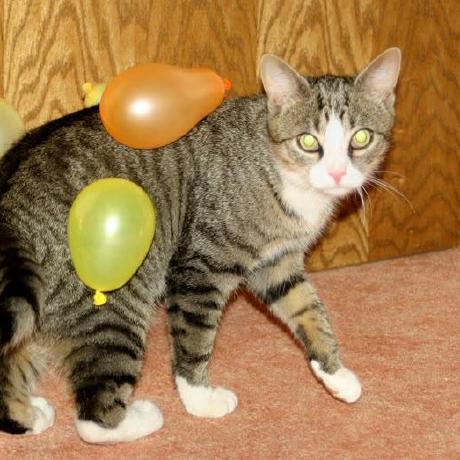 Cucumber9997116 Cucumber Github