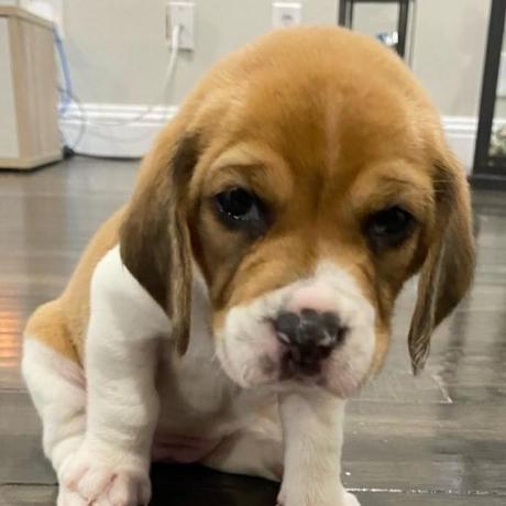 Akt Portfolio Github