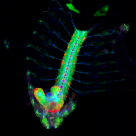 Github Huanglab Cbi Phasihunter - Incredible Geometric Background - HD