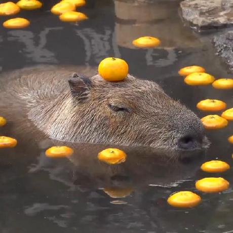 Sparklestheunicorn Sparkles The Unicorn Github