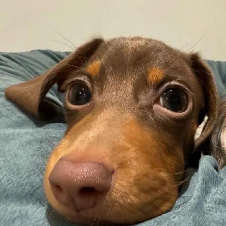 Caroline Design Github