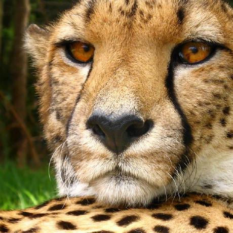 Maluscat Malus Github