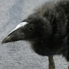 Non Programming Characters Github