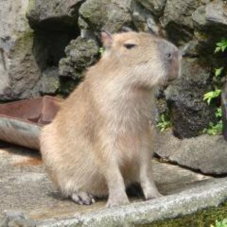 Kaigai Kaigai Kohei Github
