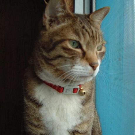 Lin Hashimoto Github