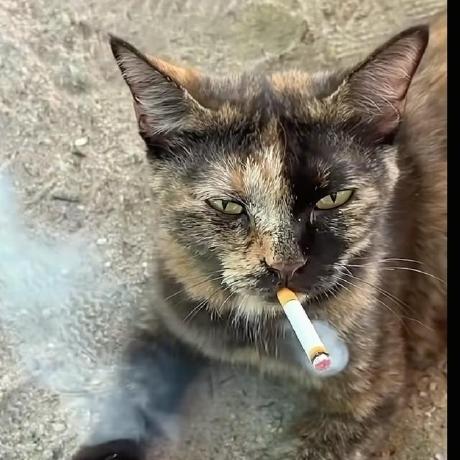 Gentle Milky Way Github