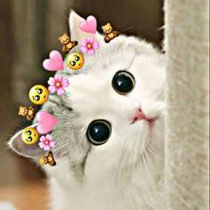 Echo Meow Echo Github