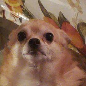 Trevor313 Trevor Github