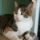 Github Xuhaojun Acgdb - Premium Mountain Texture Gallery - HD