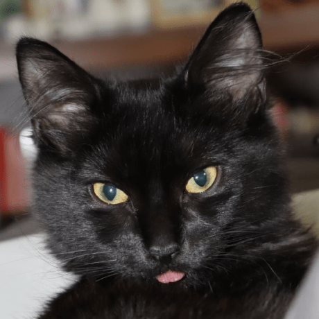 Camilo Dev Ado Github