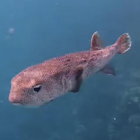 Passystems Tus Github