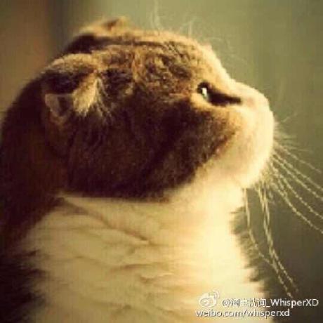 Rainerwjy Whisper Github