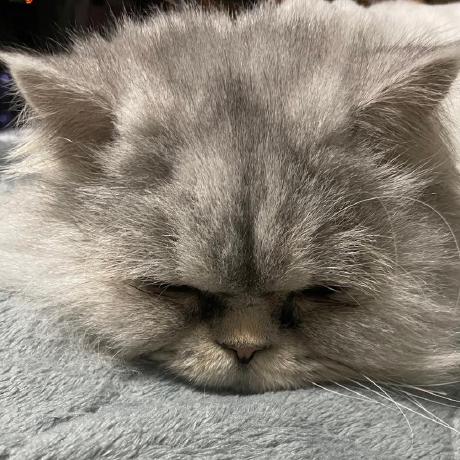 Yeonsik Choi 최연식 Github