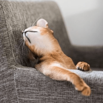 Jackson Jackson Jackson Warren Github