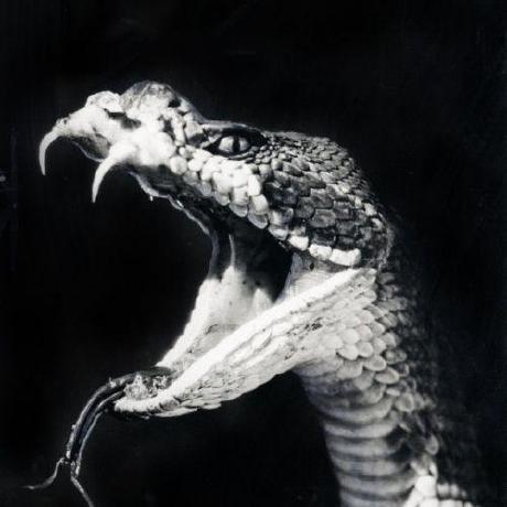 Root Devnull Me Github