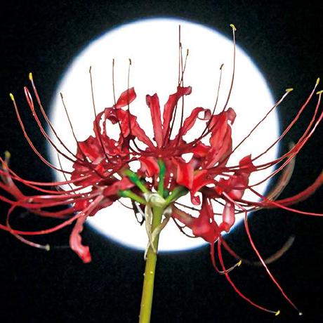 Seiji Takeuchi Github