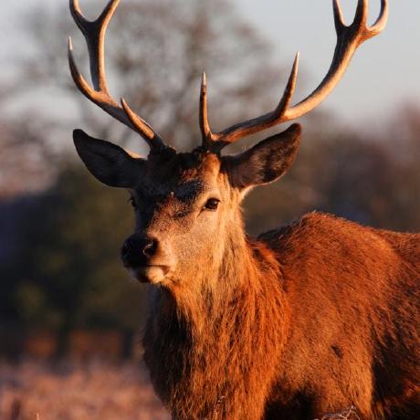 Lisaheesterspxl Lisa Github