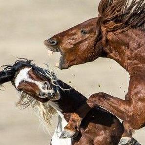 Adelin B Adelin Berard Github