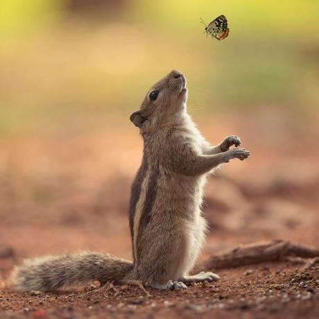 Prosnail Snail Github