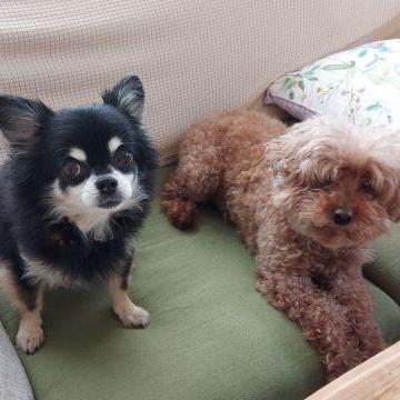 Ryo123yama Ryoichi Yamada Github