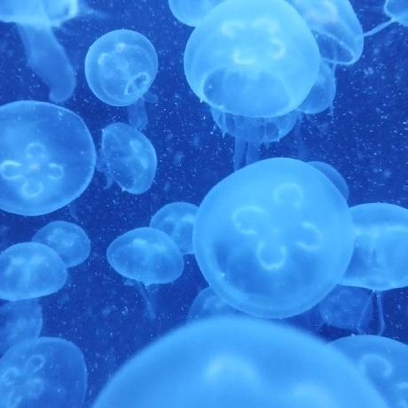 Mitsukii Moon Github