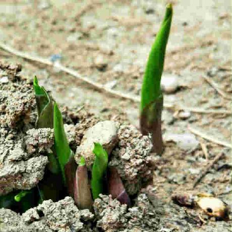 Levin000 Levin Github