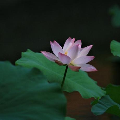 Huaweiyang Harvey Github