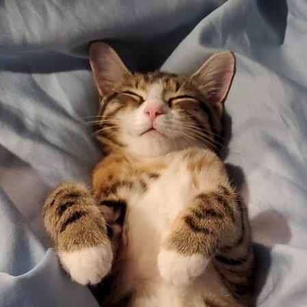 Tannerh Dev Tanner Harding Github