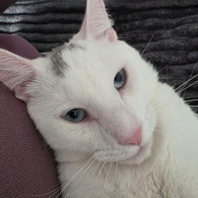 Script Kitty Cafe Github