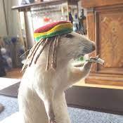 Therastamouse De Rasta Rat Github