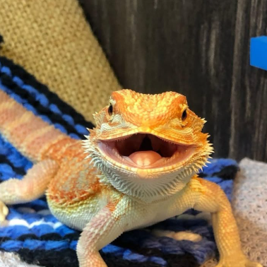 Andrew20909 Andrew Github