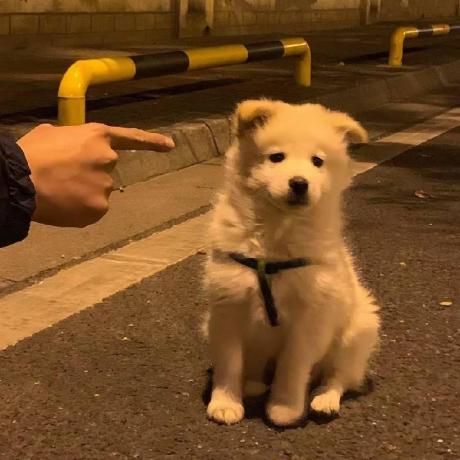 Songyangtao Max Github