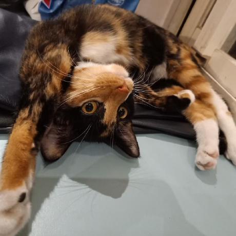 Jellalyu Jell Github