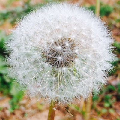 Nizaicaia Lichen Github