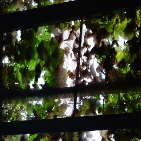 Starhoshi Kensuke Hoshikawa Github - Desktop Vintage Photos for Desktop